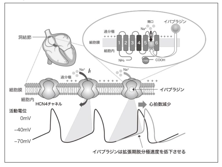 コララン錠の特徴を理解する3つのポイント | KusuriPro-くすりがわかる！薬剤師ブログ