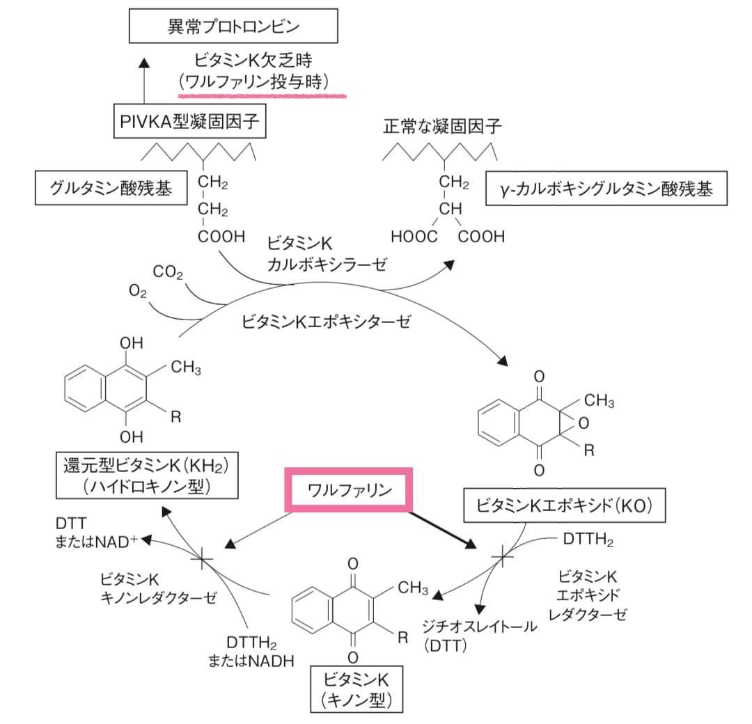 DOACとワルファリンの比較（特徴・使い分け） | KusuriPro-くすりがわかる！薬剤師ブログ