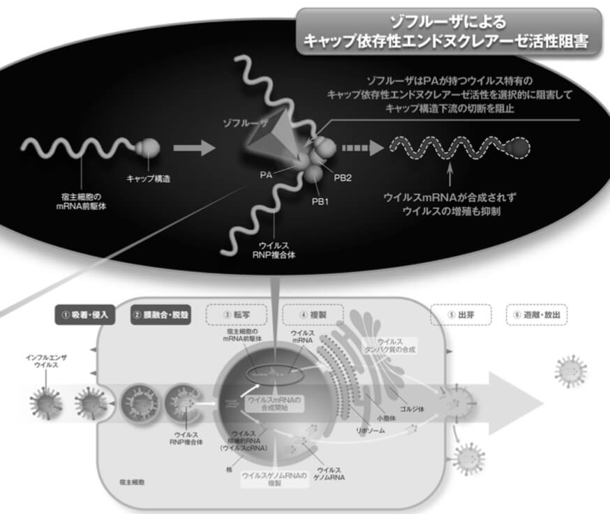 インフルエンザ治療薬の特徴・使い方まとめ | KusuriPro-くすりがわかる！薬剤師ブログ