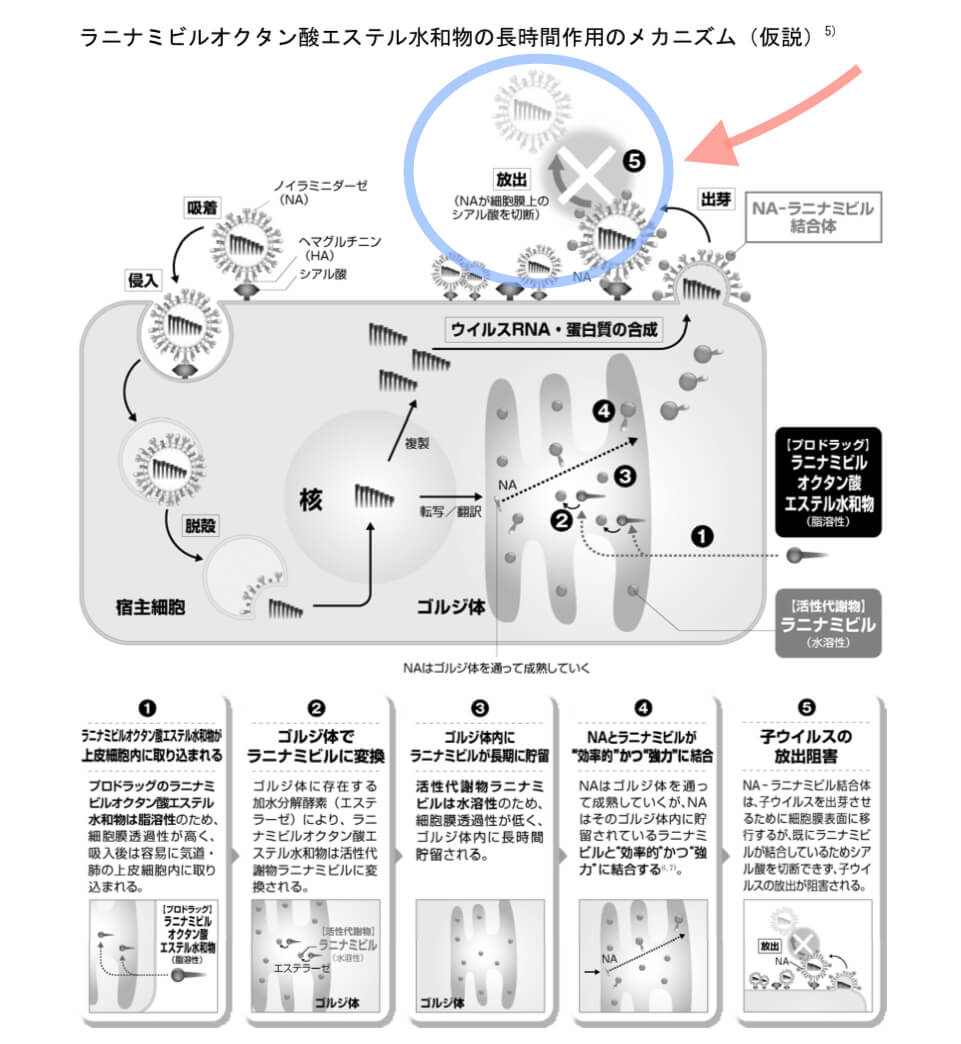 イナビル「吸入懸濁用」と「吸入粉末剤」の違いは？ | KusuriPro-くすりがわかる！薬剤師ブログ