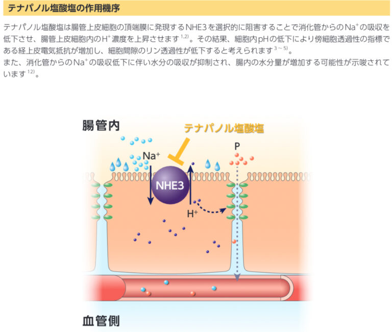 フォゼベル錠の特徴【リン吸着薬との比較しながら解説】 | KusuriPro-くすりがわかる！薬剤師ブログ