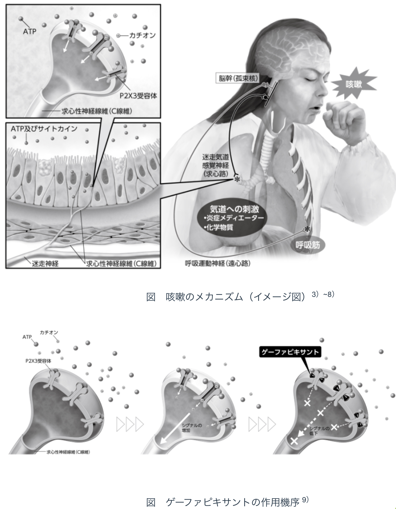 リフヌア錠の特徴を読み解く【4つのポイント】 | KusuriPro-くすりがわかる！薬剤師ブログ