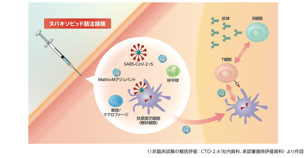 新型コロナワクチンの種類・特徴【5製品の比較】 | KusuriPro-くすりがわかる！薬剤師ブログ