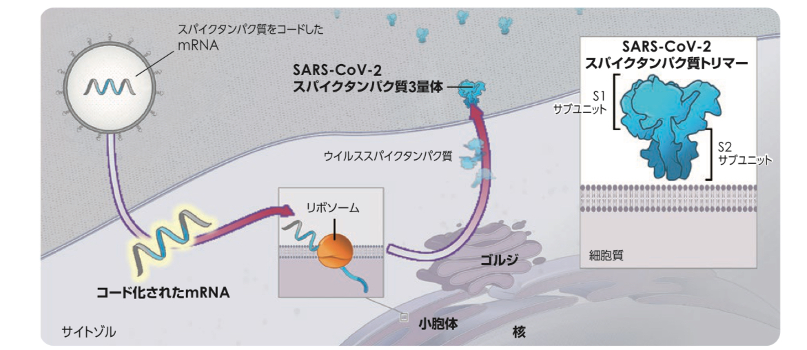 新型コロナワクチンの種類・特徴【5製品の比較】 | KusuriPro-くすりがわかる！薬剤師ブログ