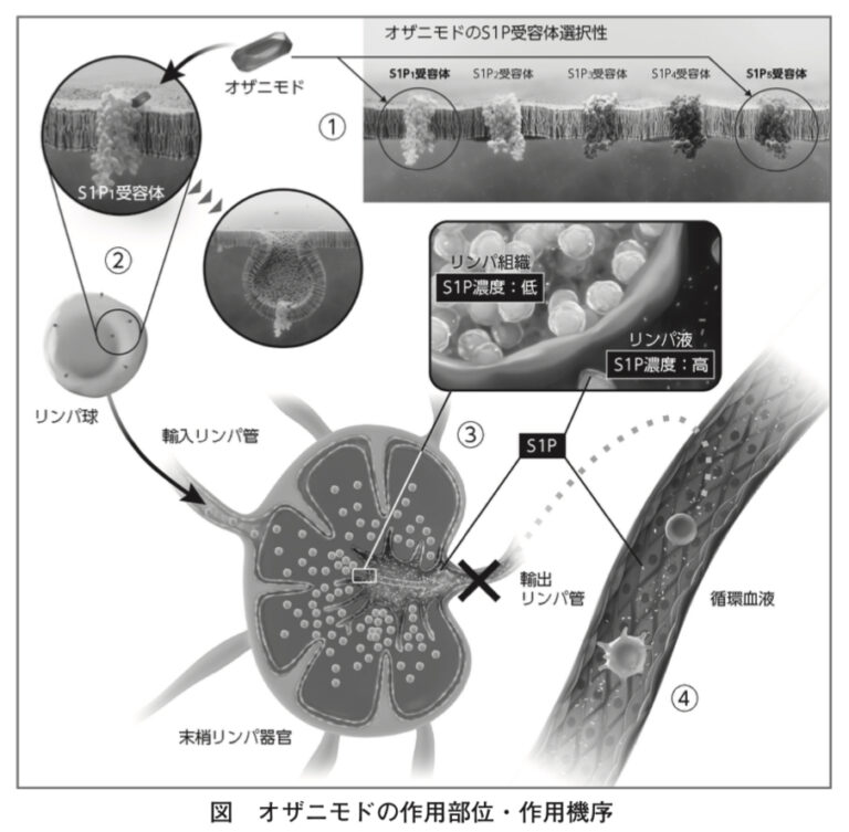 ゼポジアカプセルの特徴は？【読み解く6つのポイント】 | KusuriPro-くすりがわかる！薬剤師ブログ