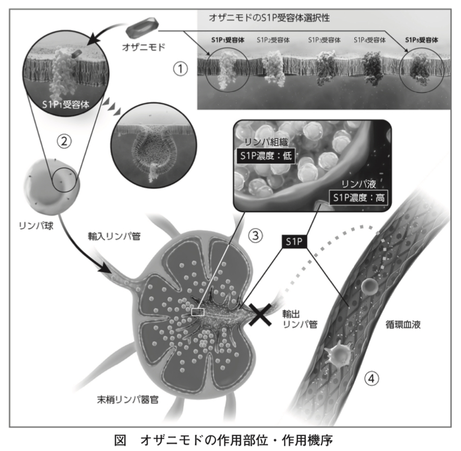 ゼポジアカプセルの特徴は？【読み解く6つのポイント】 | KusuriPro-くすりがわかる！薬剤師ブログ