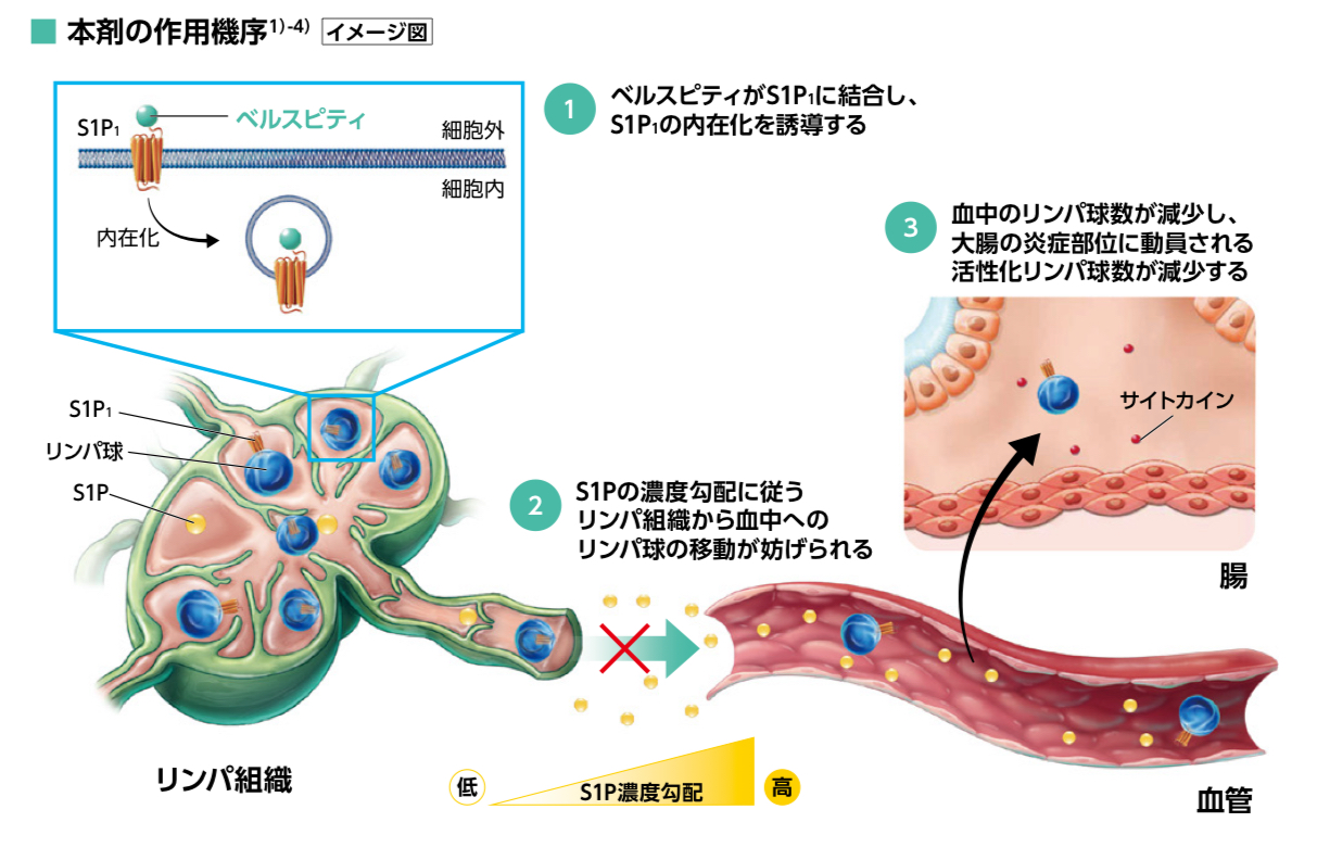 ベルスピティとゼポジアの違いは？ | KusuriPro-くすりがわかる！薬剤師ブログ